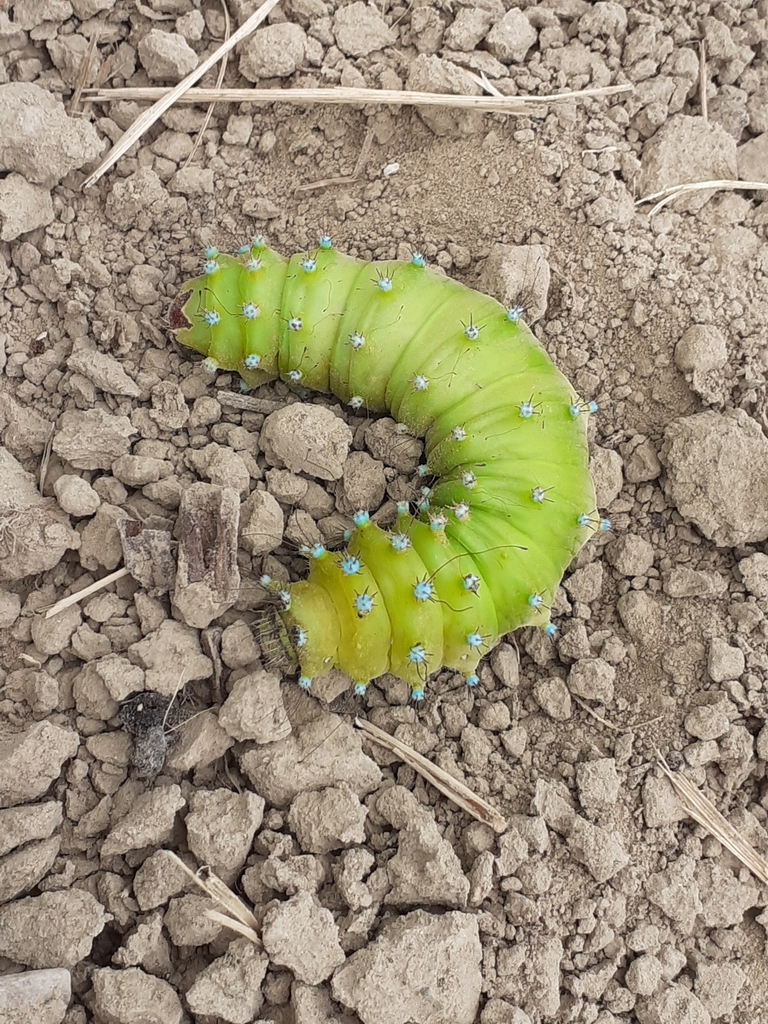 Giant Peacock Moth from 84110 Faucon, France on August 14, 2024 at 01: ...