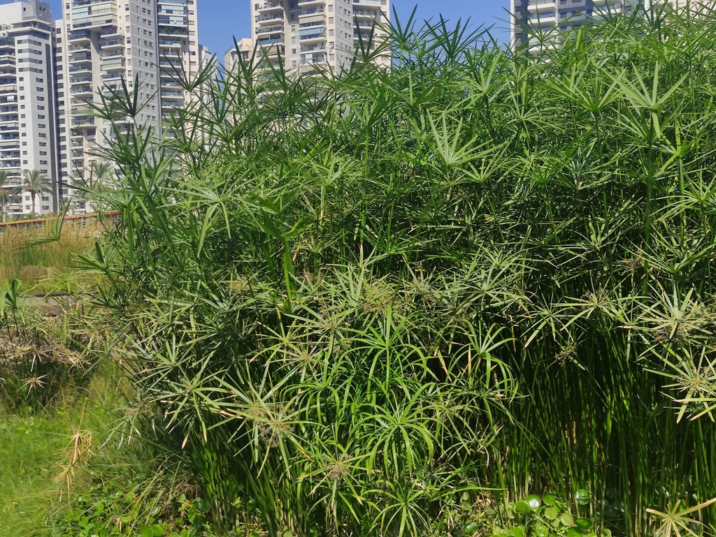 Umbrella Papyrus from פתח תקווה, ישראל on August 14, 2024 at 03:22 PM ...