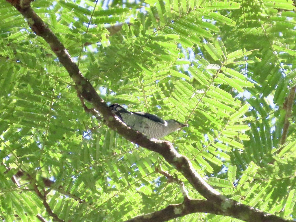 Pied Triller from Sumatra, Kabupaten Tapanuli Selatan, Sumatera Utara ...