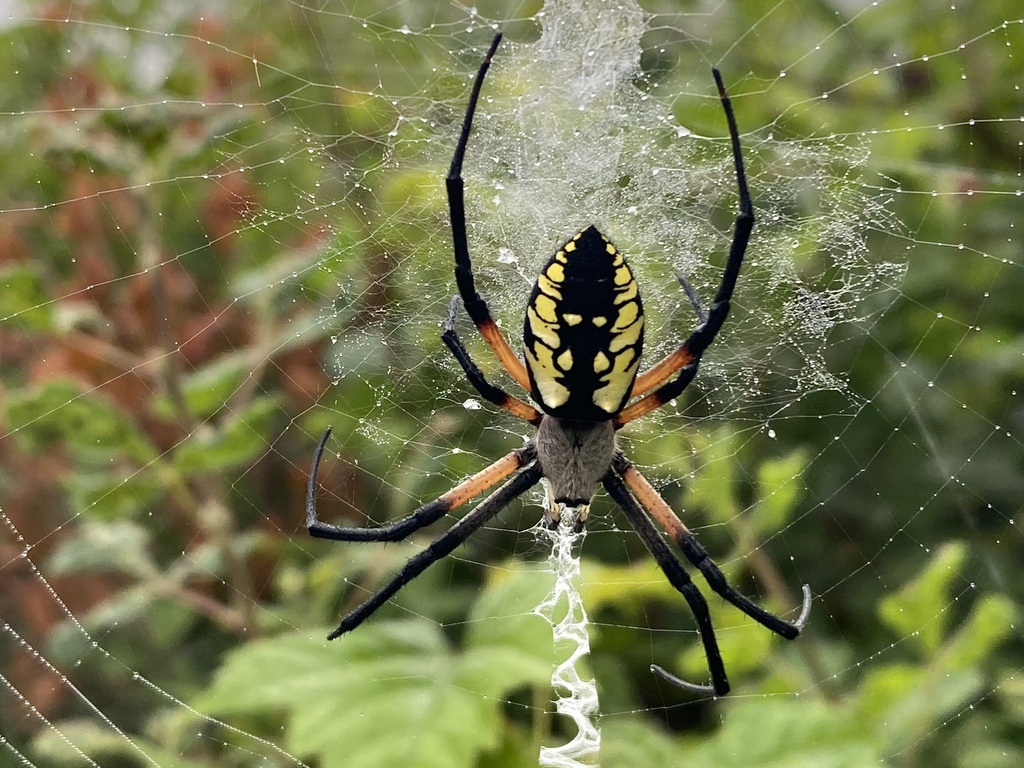 Yellow Garden Spider from Stone Ridge Dr, Pewaukee, WI, US on August 14 ...