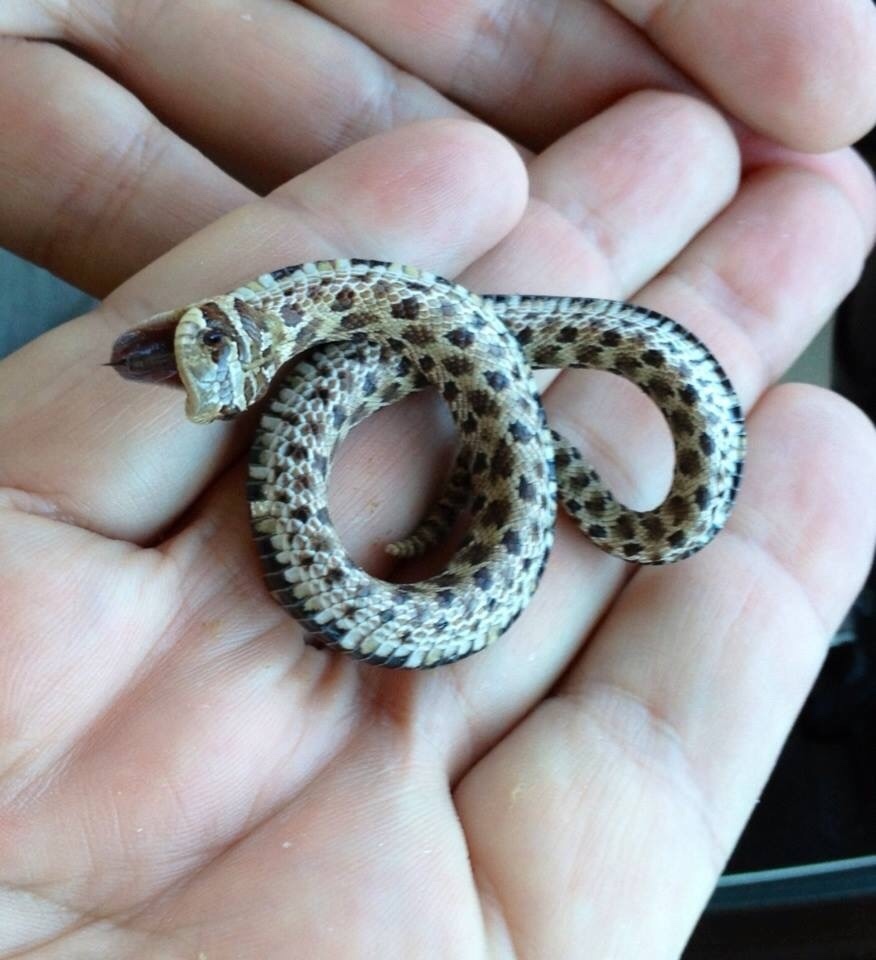 Mexican Hognose Snake from 79843, Marfa, TX, US on September 06, 2013 ...