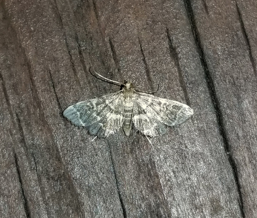 Yellow-spotted Webworm Moth from Fentress County, TN, USA on August 13 ...