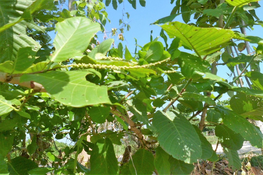 Coccoloba pubescens (Flora de Sincerin, Municipio de Arjona ...