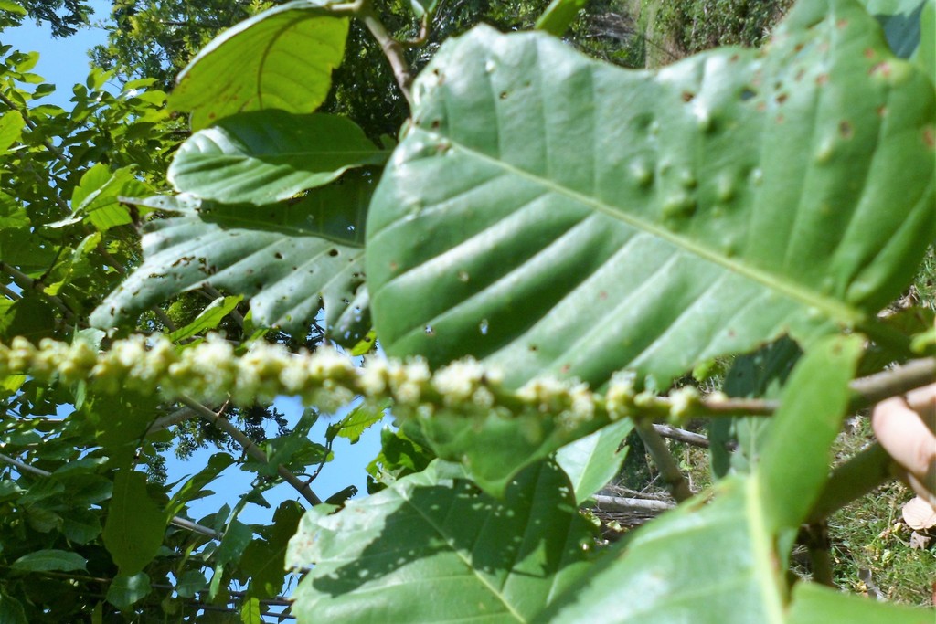Coccoloba pubescens (Flora de Sincerin, Municipio de Arjona ...