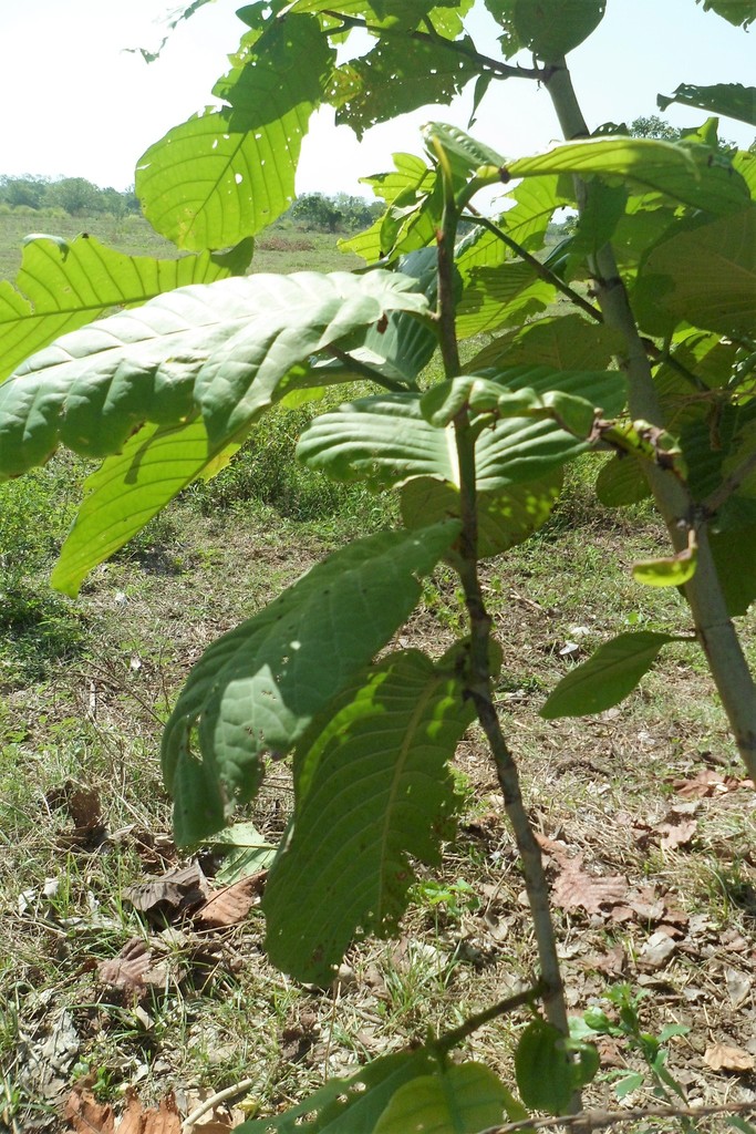 Coccoloba pubescens (Flora de Sincerin, Municipio de Arjona ...