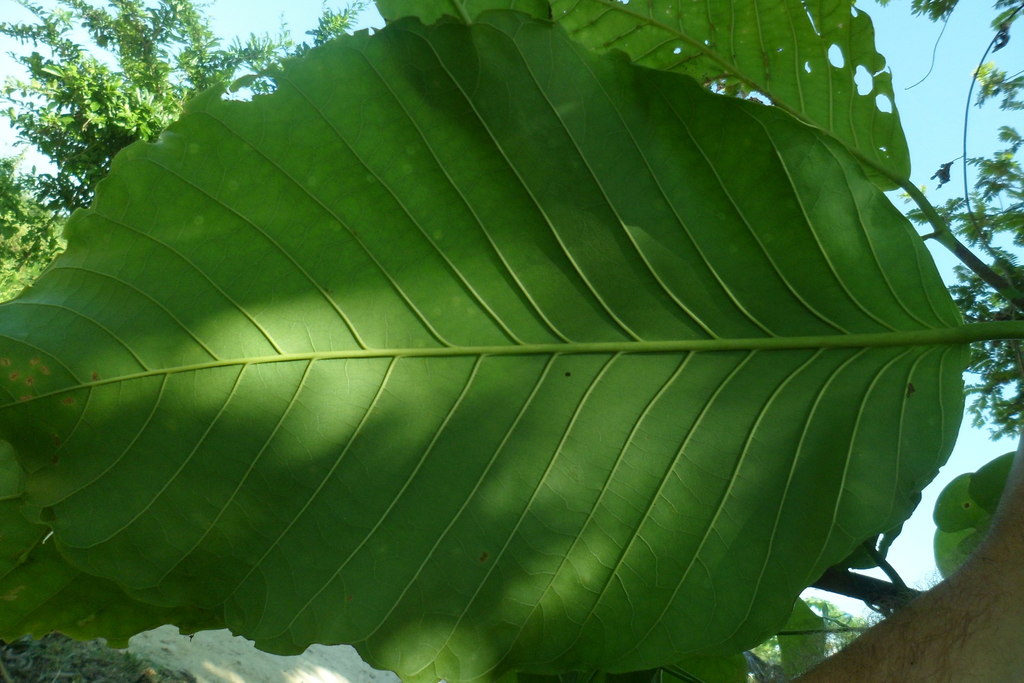 Coccoloba pubescens (Flora de Sincerin, Municipio de Arjona ...