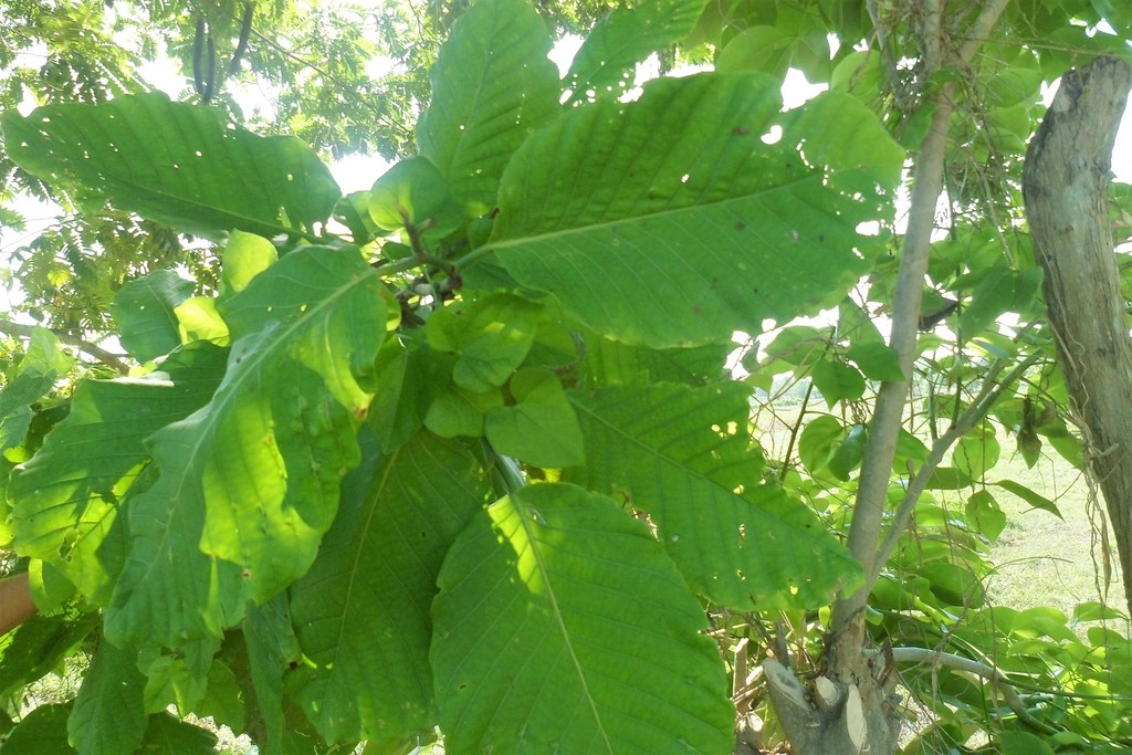 Coccoloba pubescens (Flora de Sincerin, Municipio de Arjona ...