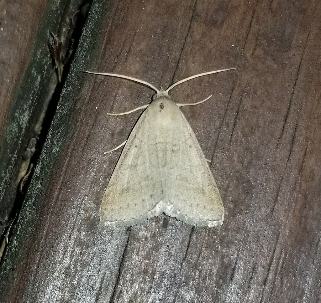 Vetch Looper Moth from Fentress County, TN, USA on August 14, 2024 at ...
