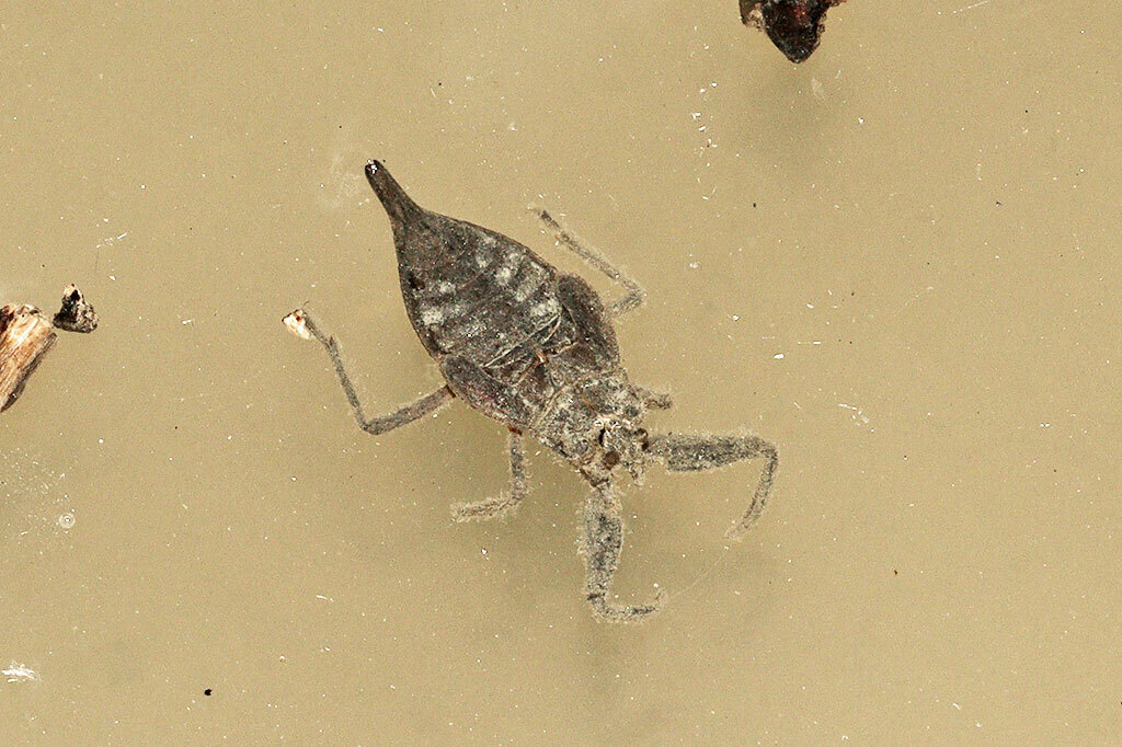 Eurasian Water Scorpion from Beli Potok, Serbia on July 29, 2024 by ...