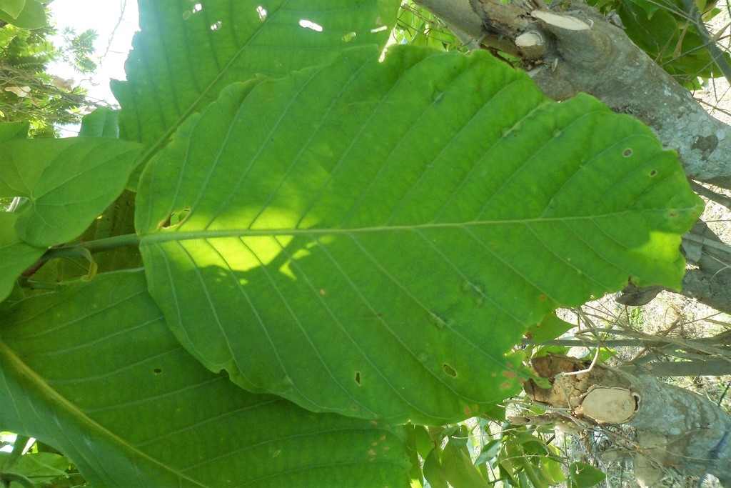 Coccoloba pubescens (Flora de Sincerin, Municipio de Arjona ...