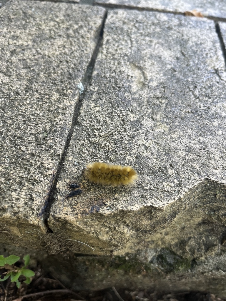 Banded Tussock Moth from Brandywine Creek State Park, Wilmington, DE ...
