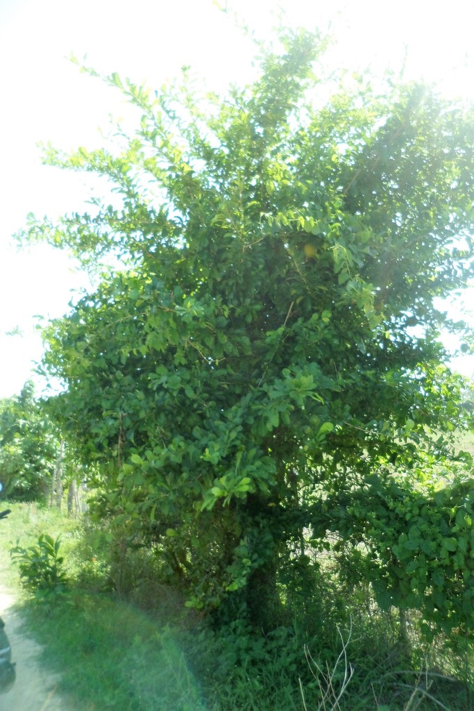 Tecomate (Flora de Sincerin, Municipio de Arjona, Departamento de ...