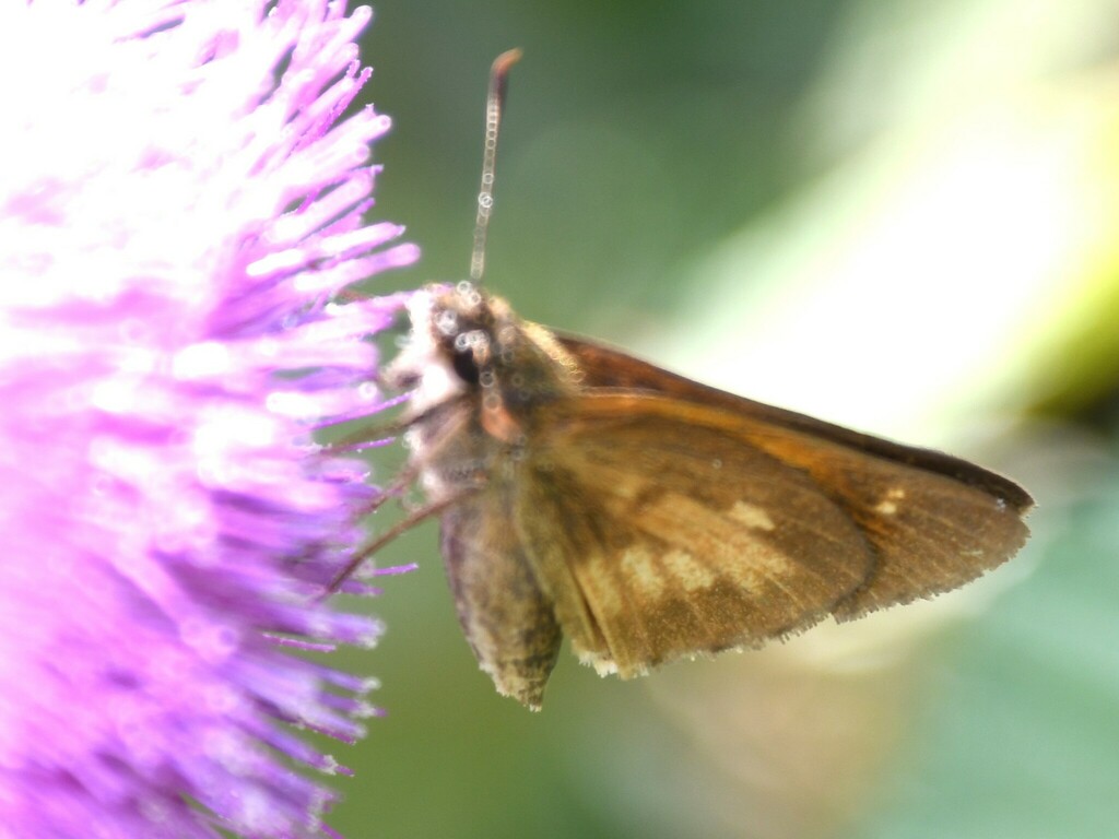 Broad-winged Skipper from Aquatic Rescource Center Kent DE, USA on ...