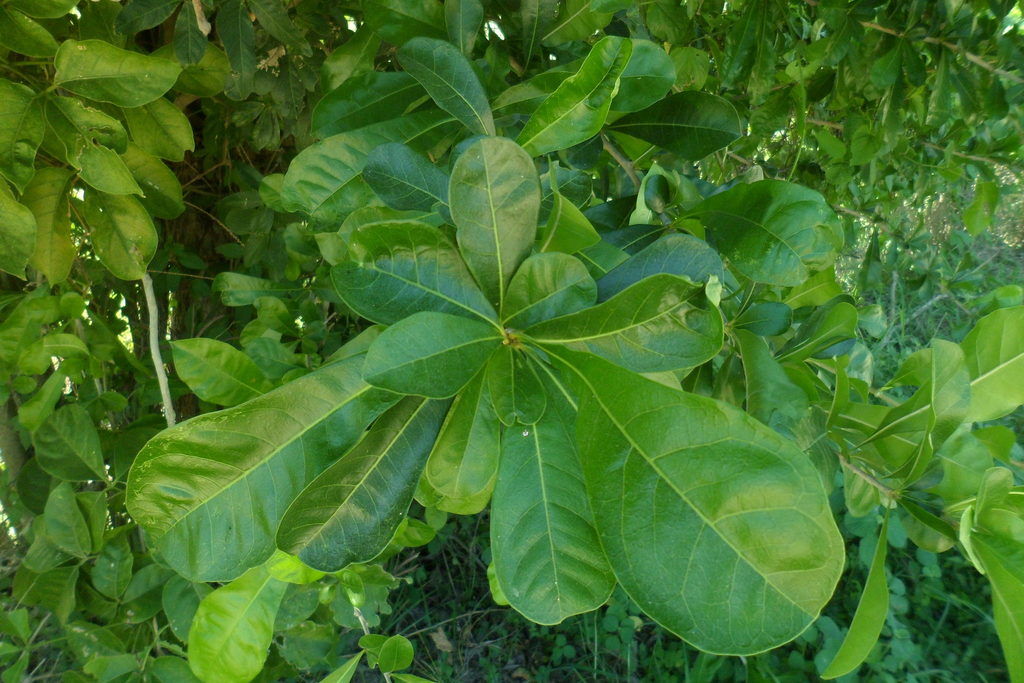 Tecomate (Flora de Sincerin, Municipio de Arjona, Departamento de ...