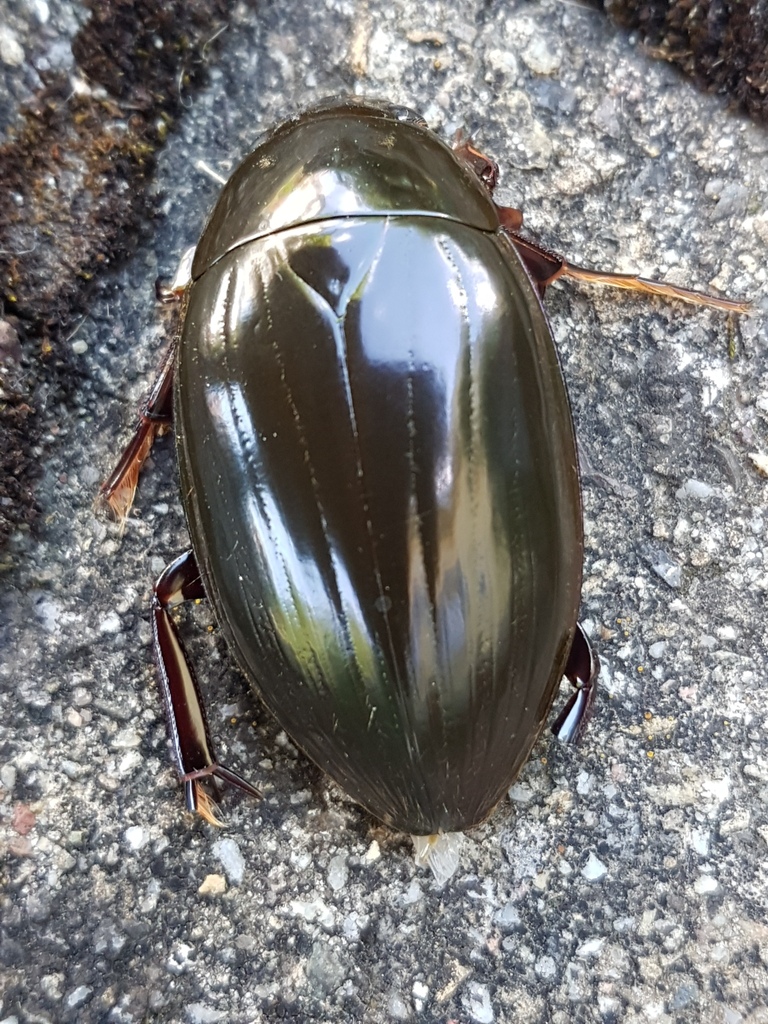 Great Silver Water Beetle from 77 Offenburg, Germany on August 8, 2024 ...