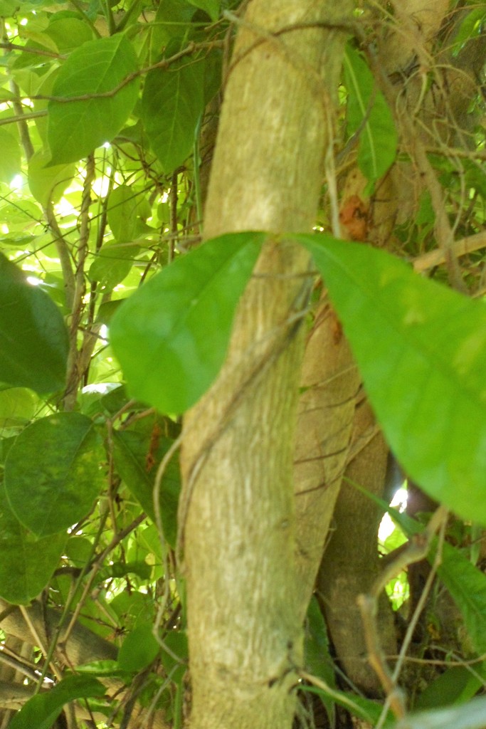 Tecomate (Flora de Sincerin, Municipio de Arjona, Departamento de ...