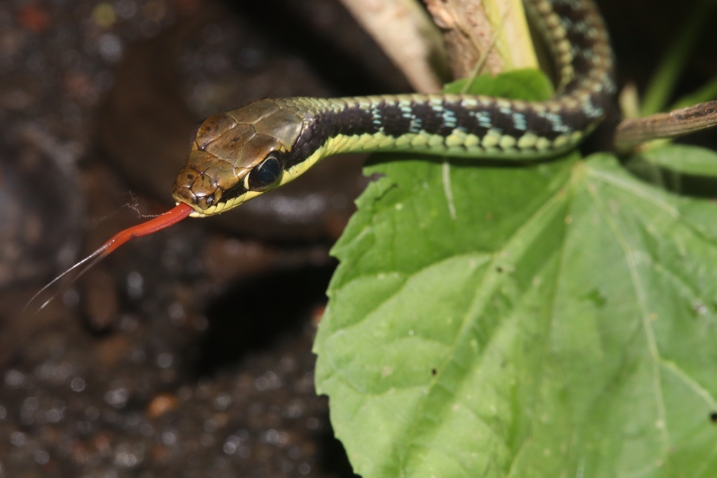 Maren's Bronzeback from H573+8G4, Batuputih Bawah, Ranowulu, Bitung ...