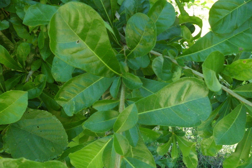 Tecomate (Flora de Sincerin, Municipio de Arjona, Departamento de ...