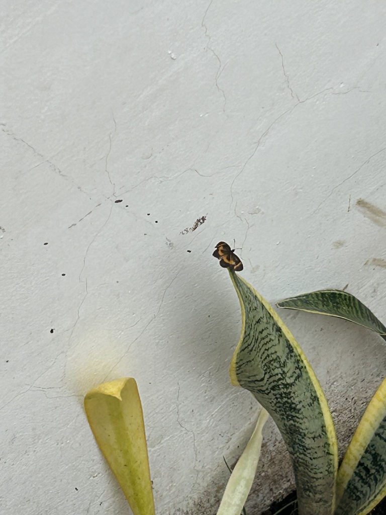Elf Butterfly from Calle 20-B, Mérida, Yuc., MX on August 22, 2023 at ...