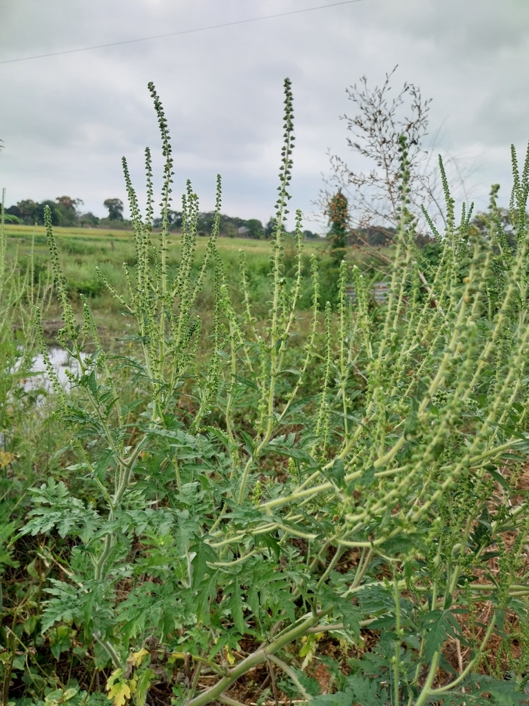 Peruvian Ragweed from Santa Lucia, Ecuador on September 11, 2023 at 01: ...