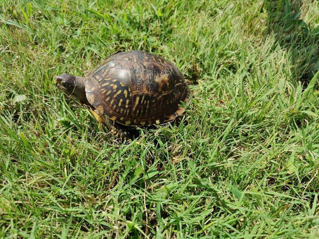 Three-toed Box Turtle in August 2024 by Heidi Henderson · iNaturalist