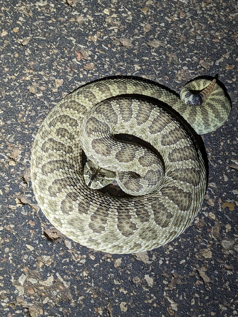 Prairie Rattlesnake from Sun City, KS, USA on July 31, 2024 at 10:49 PM ...