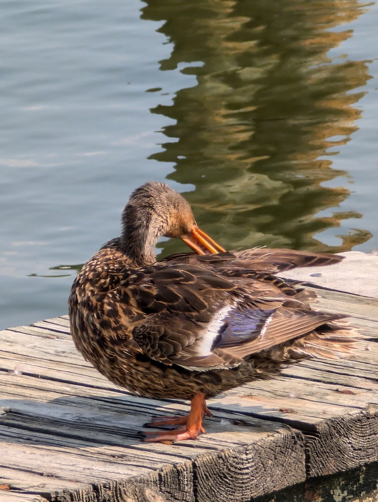 Mallards, Pintails, and Allies from St Michaels, MD 21663, USA on ...