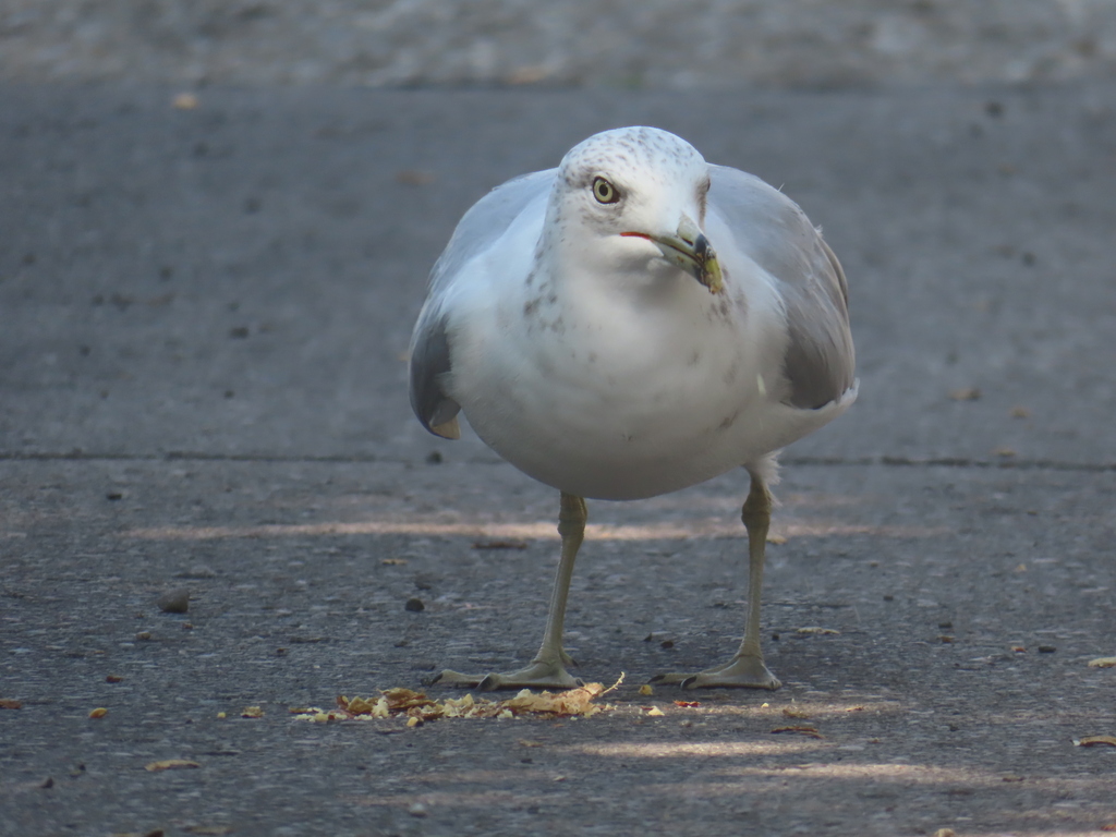 Ring-billed Gull from Port Elgin, ON, Canada on August 14, 2024 at 03: ...