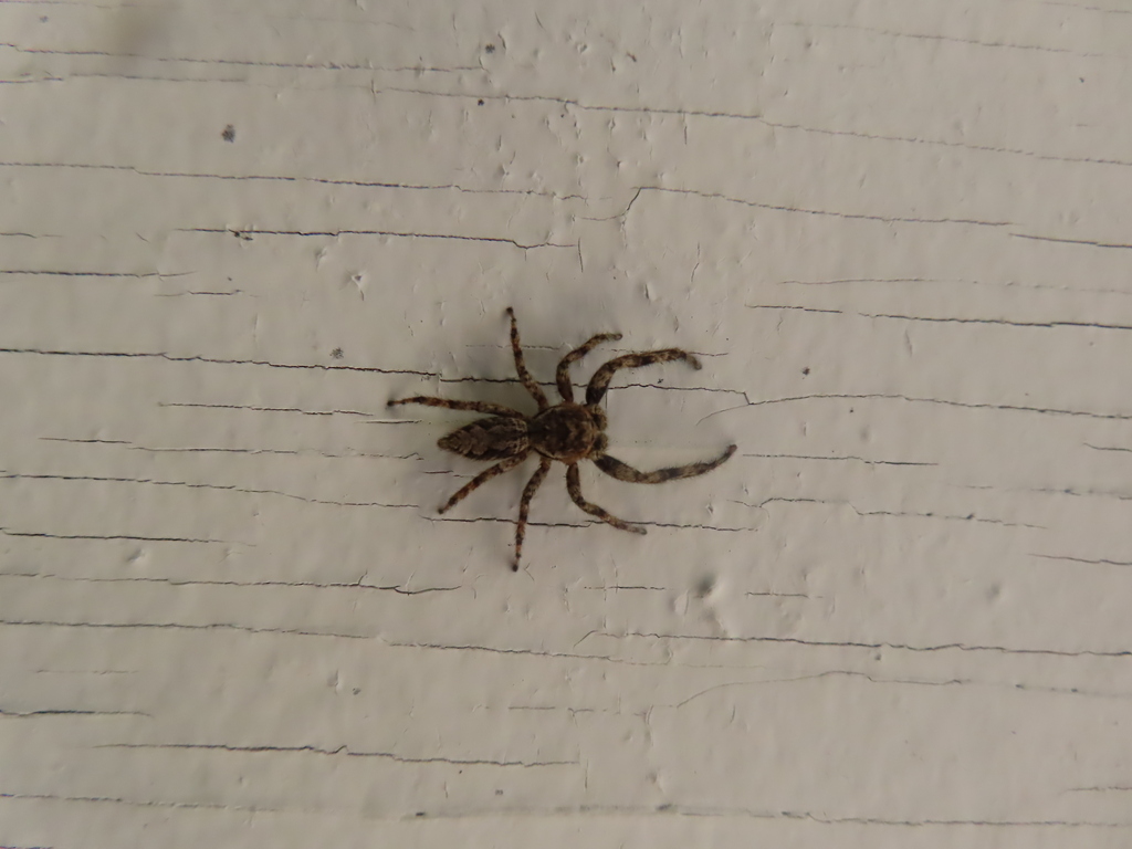 Tan Jumping Spider from Port Elgin, ON, Canada on August 14, 2024 at 03 ...