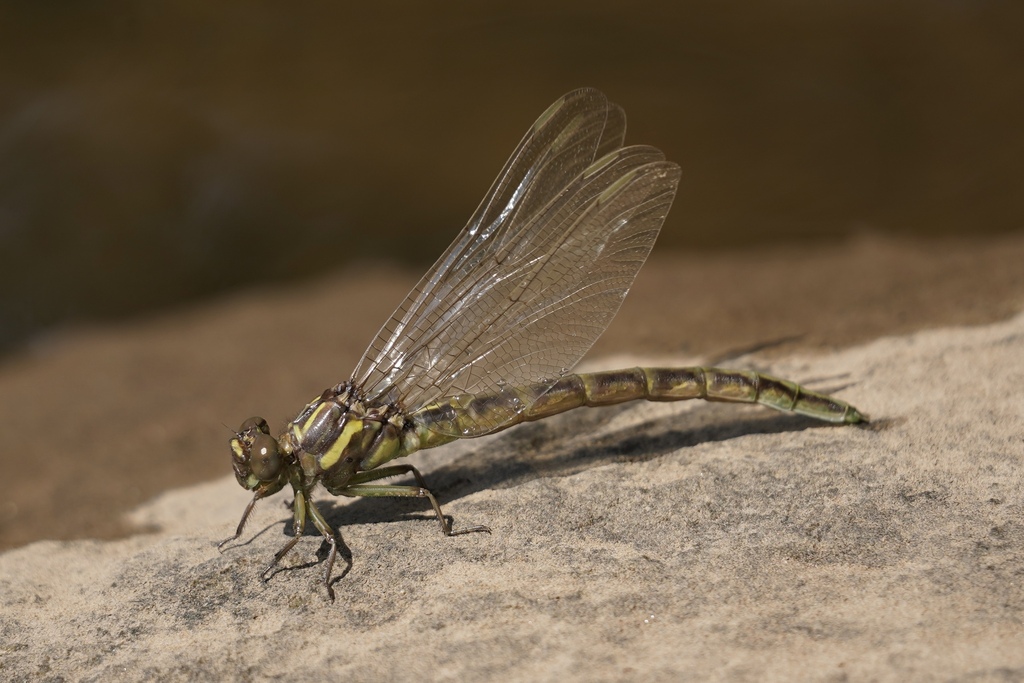 Arrow Clubtail in August 2024 by Kyle Klotz · iNaturalist