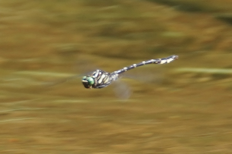 Arrow Clubtail in August 2024 by Kyle Klotz · iNaturalist