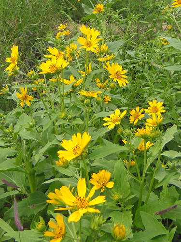 Golden Crownbeard (Jimmy Camp and Corral Bluffs Plants) · iNaturalist