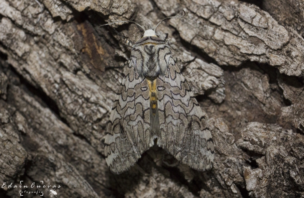 Hypercompe from El Sabino, 42330 Zimapán, Hgo., México on September 9 ...