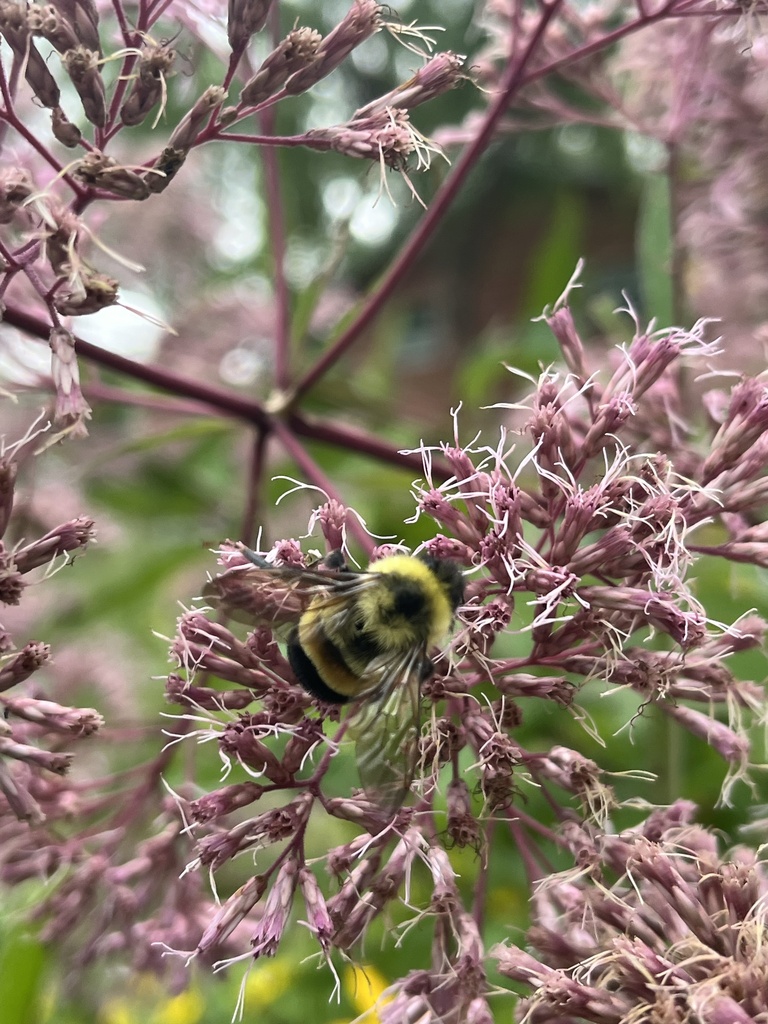 Rusty-patched Bumble Bee in August 2024 by maddy. saw at least 4-5 ...