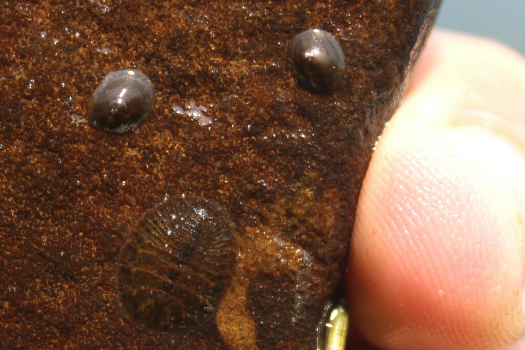 Herrick's Water Penny Beetle from Oil City, PA 16301, USA on August 14 ...
