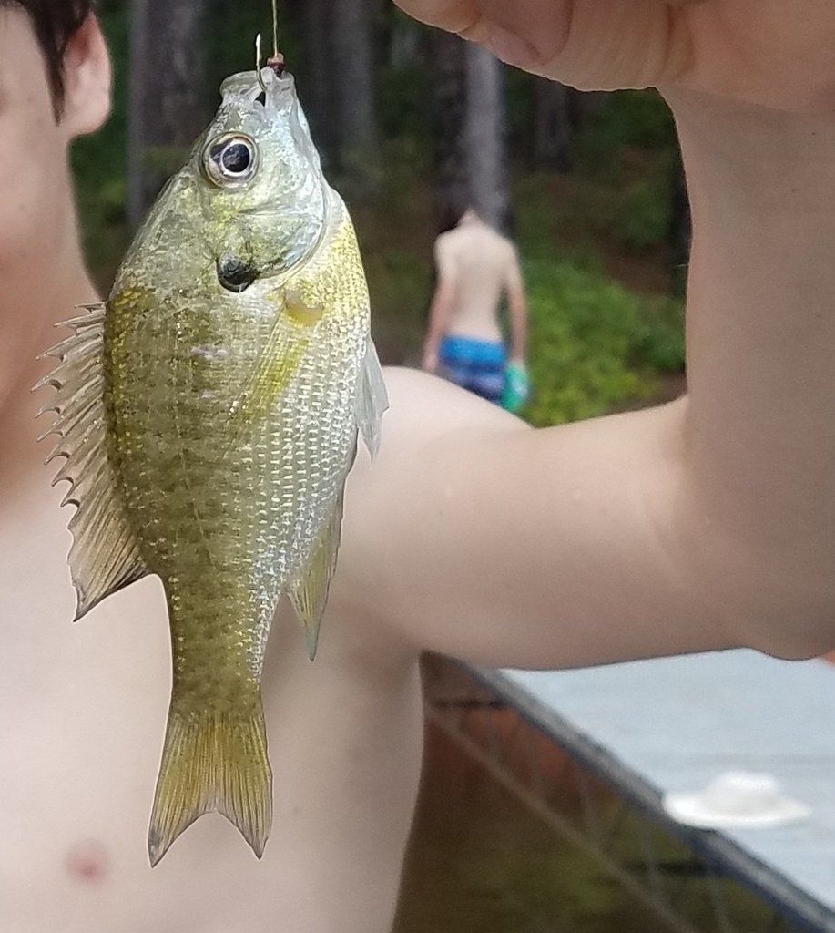 Bluegill from Hall County, GA, USA on August 10, 2024 at 01:01 PM by ...