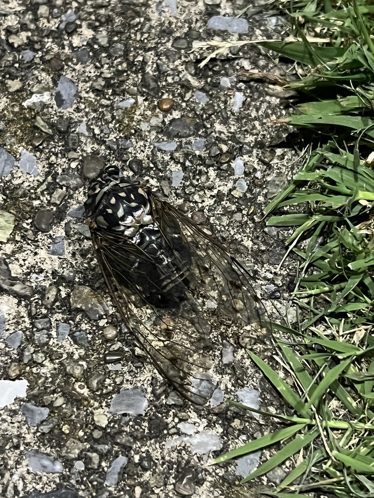 Robust Cicada from Commander Fleet Activities Yokosuka, Yokosuka ...