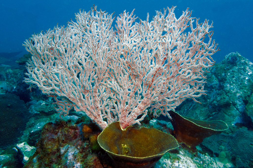 Melithaea zimmeri from South West Solitary Island, New South Wales ...