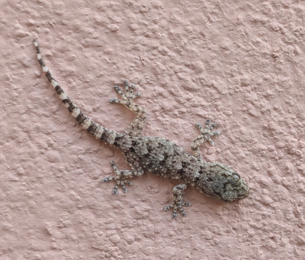 Moorish Gecko from 00069 Poggio delle Ginestre RM, Italia on August 9 ...