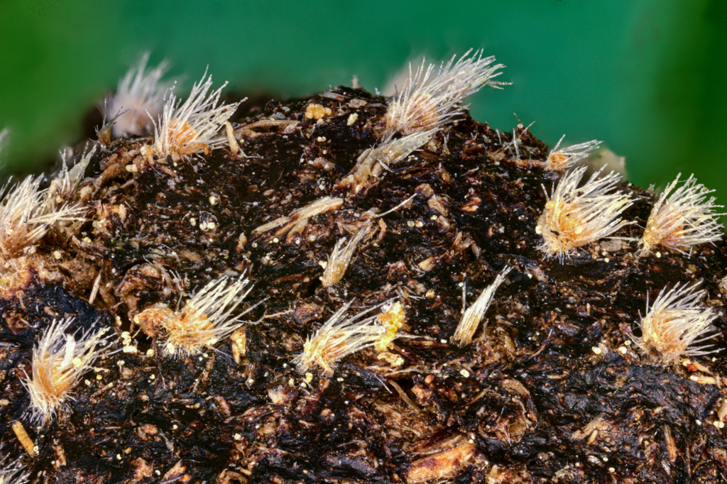 Lasiobolus macrotrichus from Lane County, OR, USA on August 14, 2024 at ...