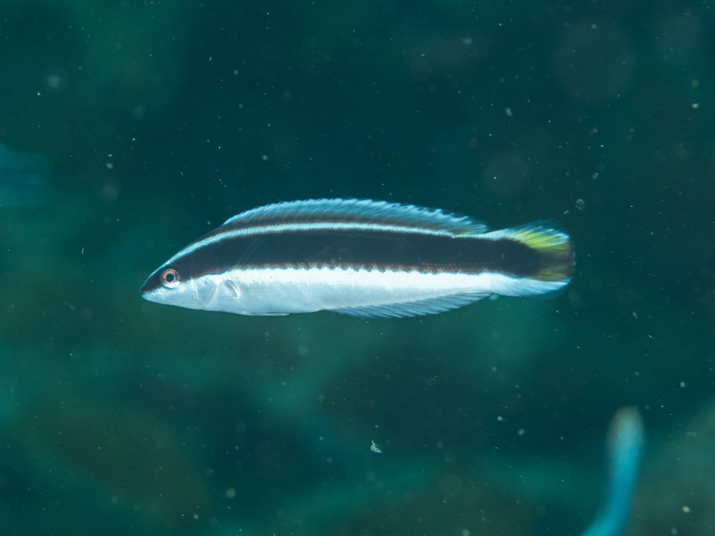Comb Wrasse from South West Solitary Island, New South Wales, Australia ...