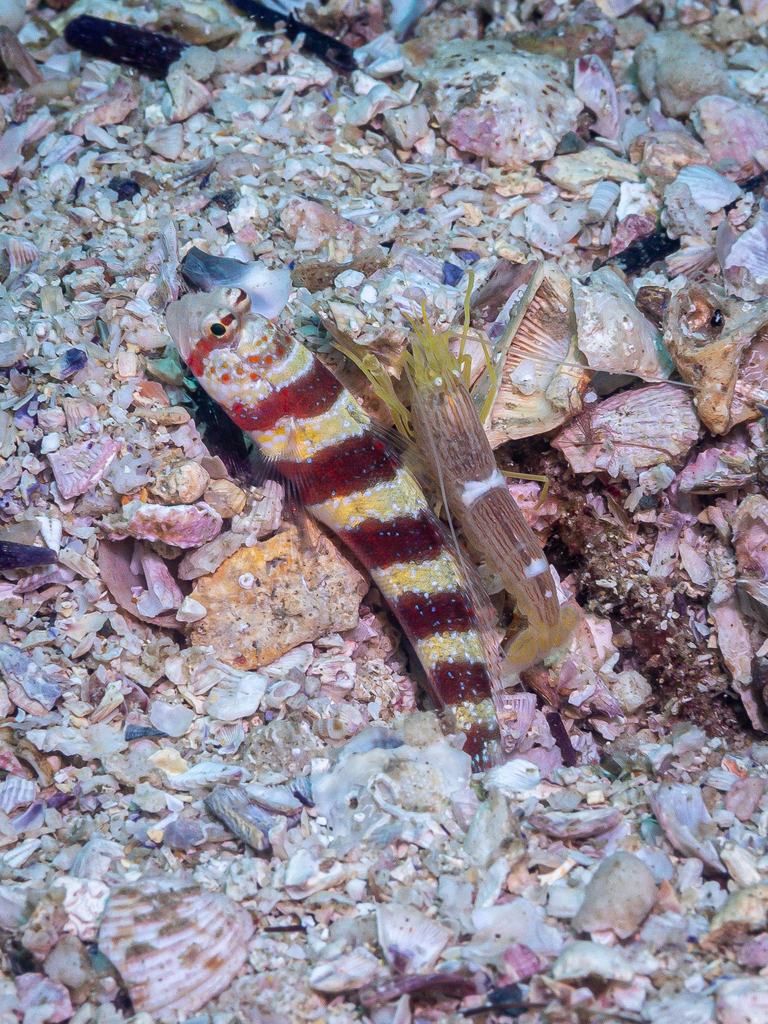 Fine-striped Snapping Shrimp from South West Solitary Island, New South ...