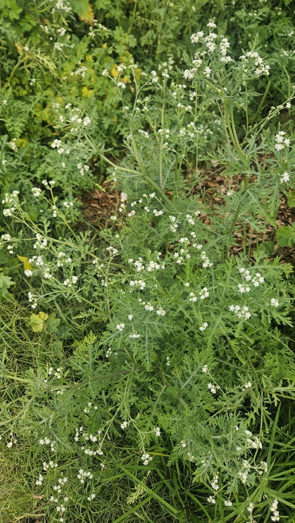 Parthenium bipinnatifidum from Manzana 011, Jardines de Morelos, 55070 ...