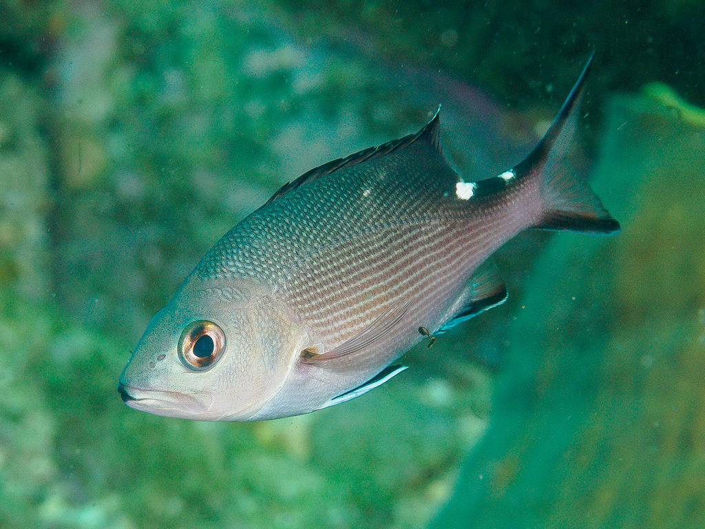 Two-spot Red Snapper from South West Solitary Island, New South Wales ...