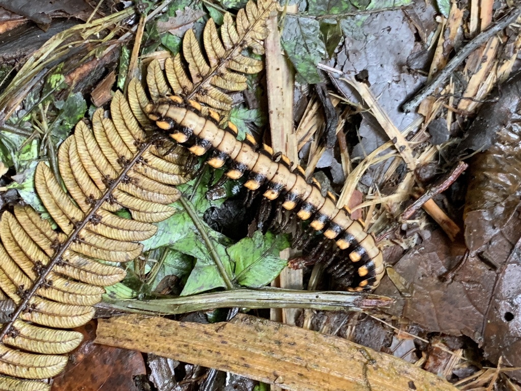 Python Millipede from Reserva Bosque Nuboso Santa Elena, Abangares ...