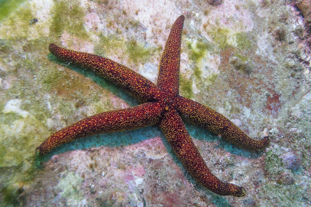 Echinaster from South West Solitary Island, New South Wales, Australia ...