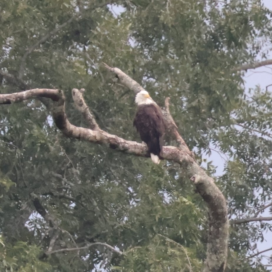 Bald Eagle from Grady County, GA, USA on August 11, 2024 at 04:57 PM by ...