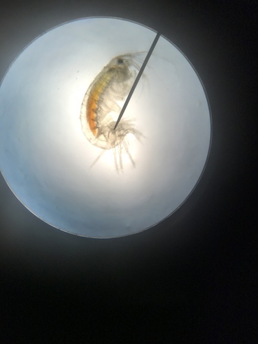(Gammarus palustris)