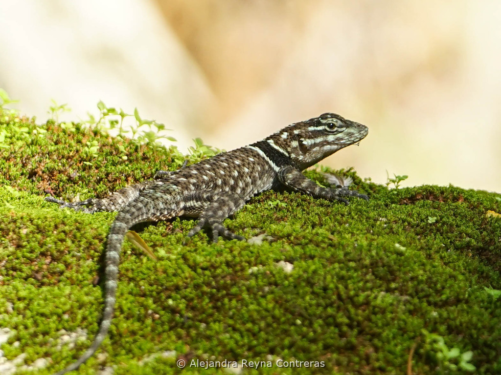 Buller's Spiny Lizard in July 2024 by Alejandra Reyna Contreras ...