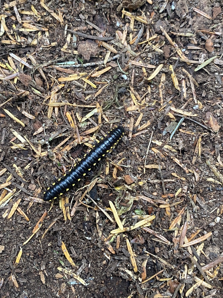 Yellow-spotted Millipede from Mount Rainier National Park, Carbonado ...